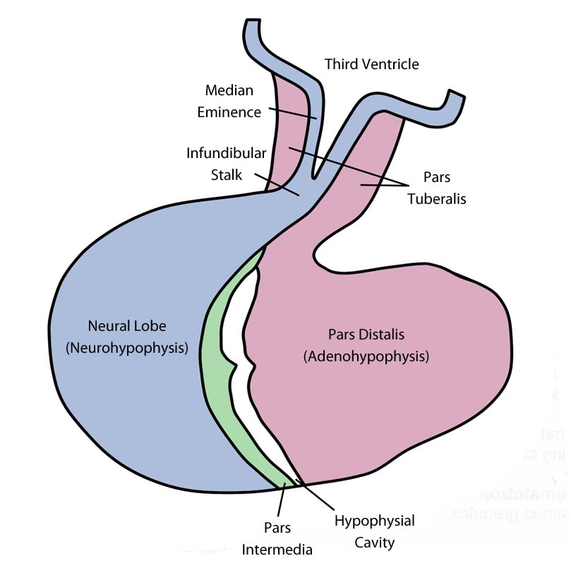 Hypophysis